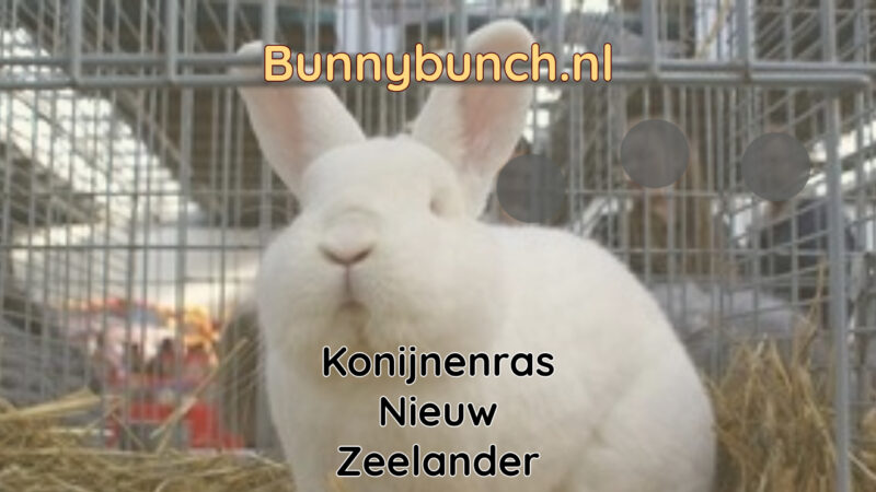 Konijnenras Nieuw Zeelander – Bunnybunch.nl
